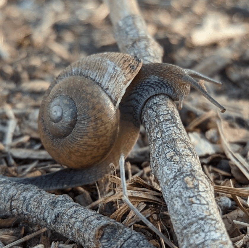 Shell museum provides update on project - SANIBEL-CAPTIVA - Island ...